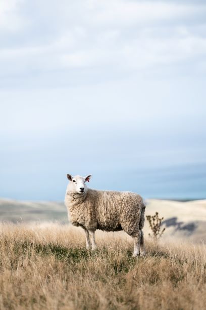 Sheep Without a Shepherd - Freedom in Jesus Prison Ministries